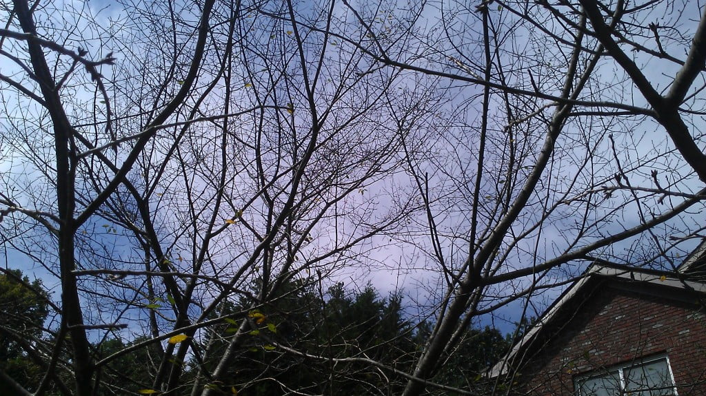 What are the Signs of a Sick Tree & How to Treat Them | 770 Arborist